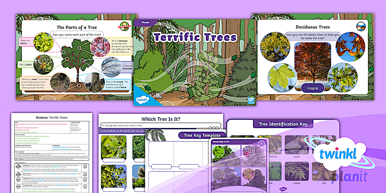 How Do Trees Change With The Seasons | Twinkl Science | KS1