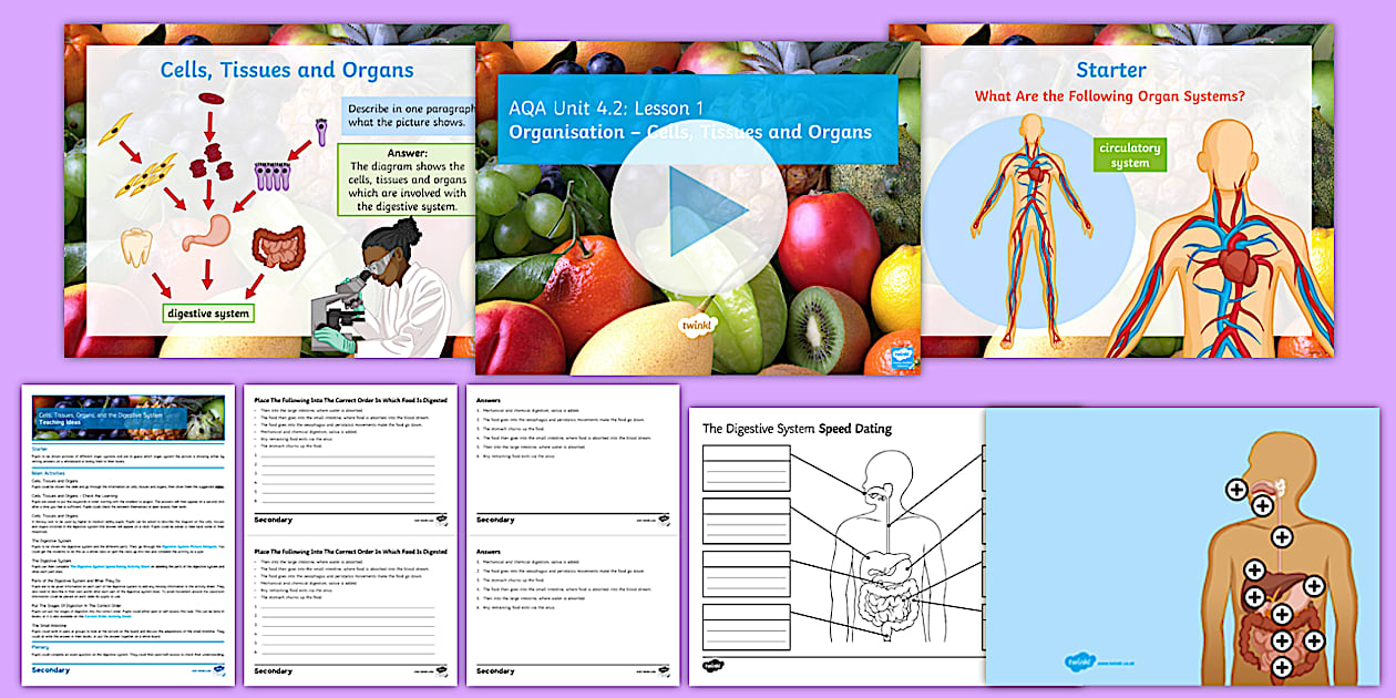 AQA Biology The Digestive System Cover Lesson Pack | Beyond