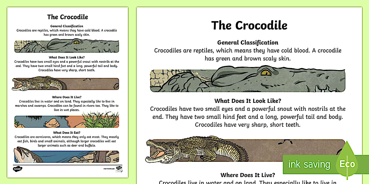 The Crocodile Information Report Writing Sample | Twinkl