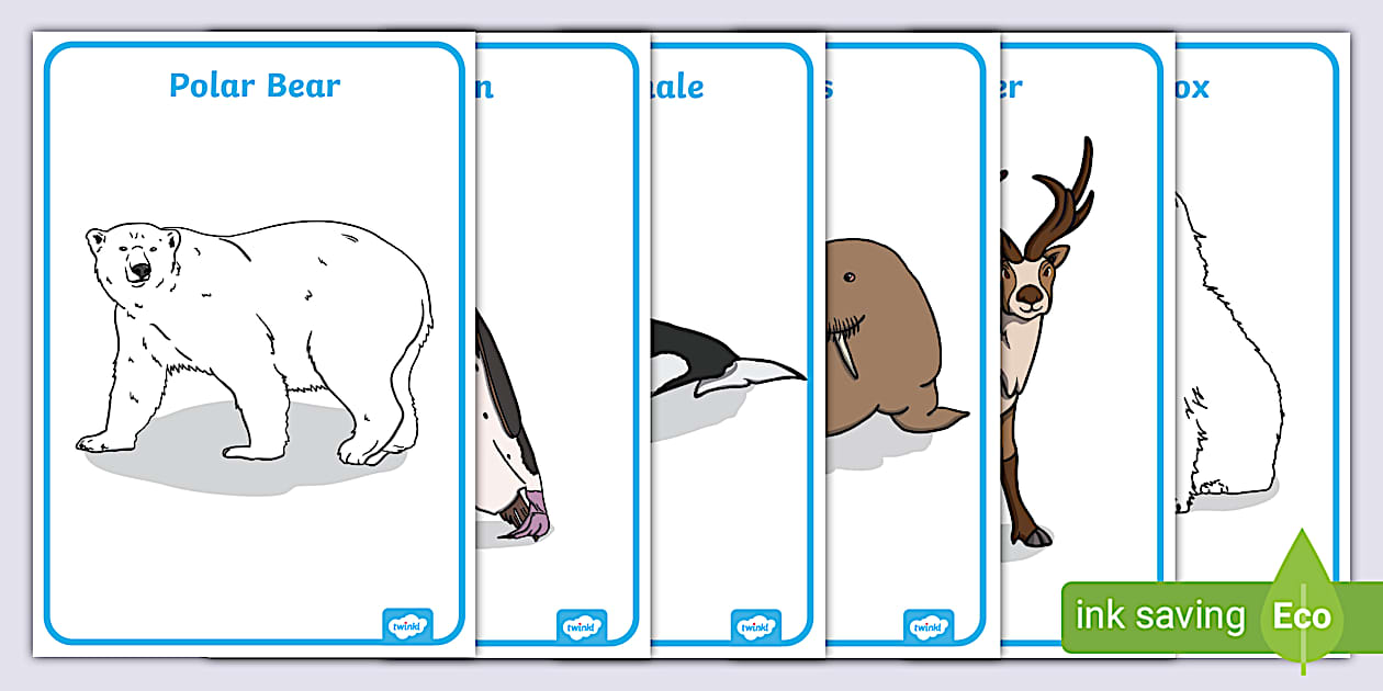 Polar Animals Display Posters (teacher made) - Twinkl