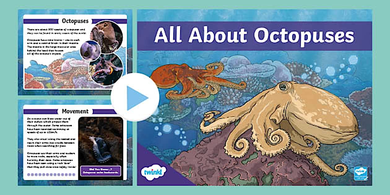 KS2 All About Octopuses PowerPoint (teacher made) - Twinkl
