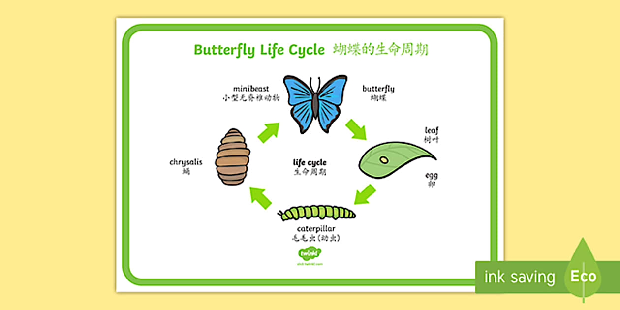 Butterfly Life Cycle Word Mat - English/Mandarin Chinese