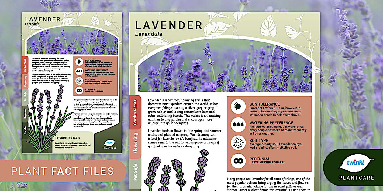 Garden Plant Fact File: Lavender, outdoor plants, Lavendar