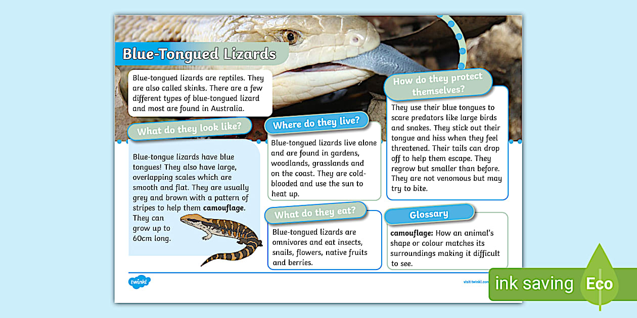 KS1 Blue-Tongued Lizard Fact File (teacher made) - Twinkl