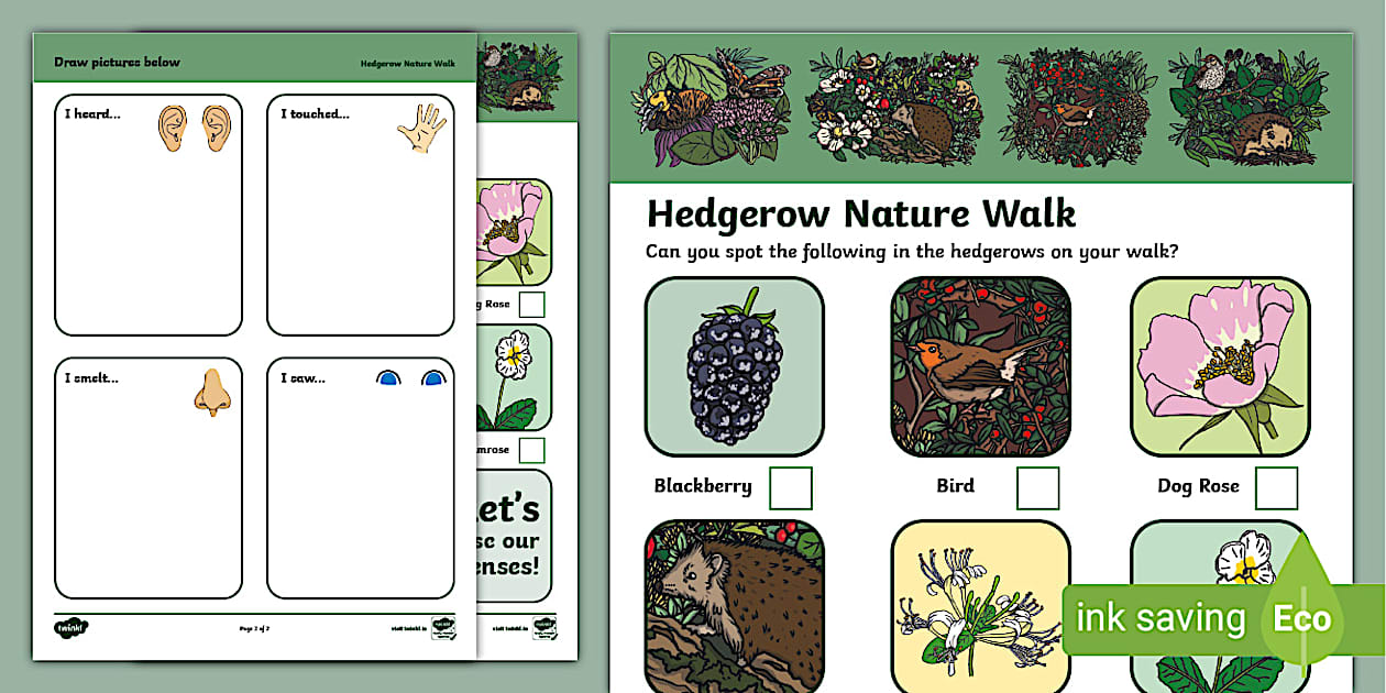Hedgerow Field Trip Activity Sheet Junior Senior Infants