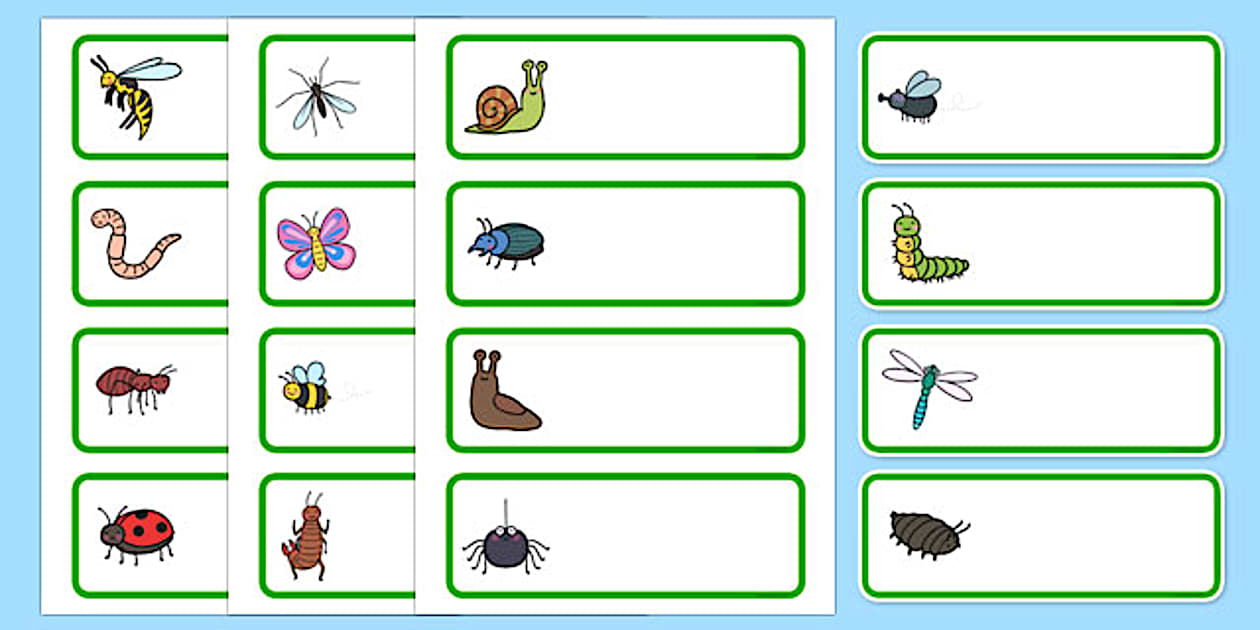 Editable Drawer Labels for the Classroom - Minibeasts Theme