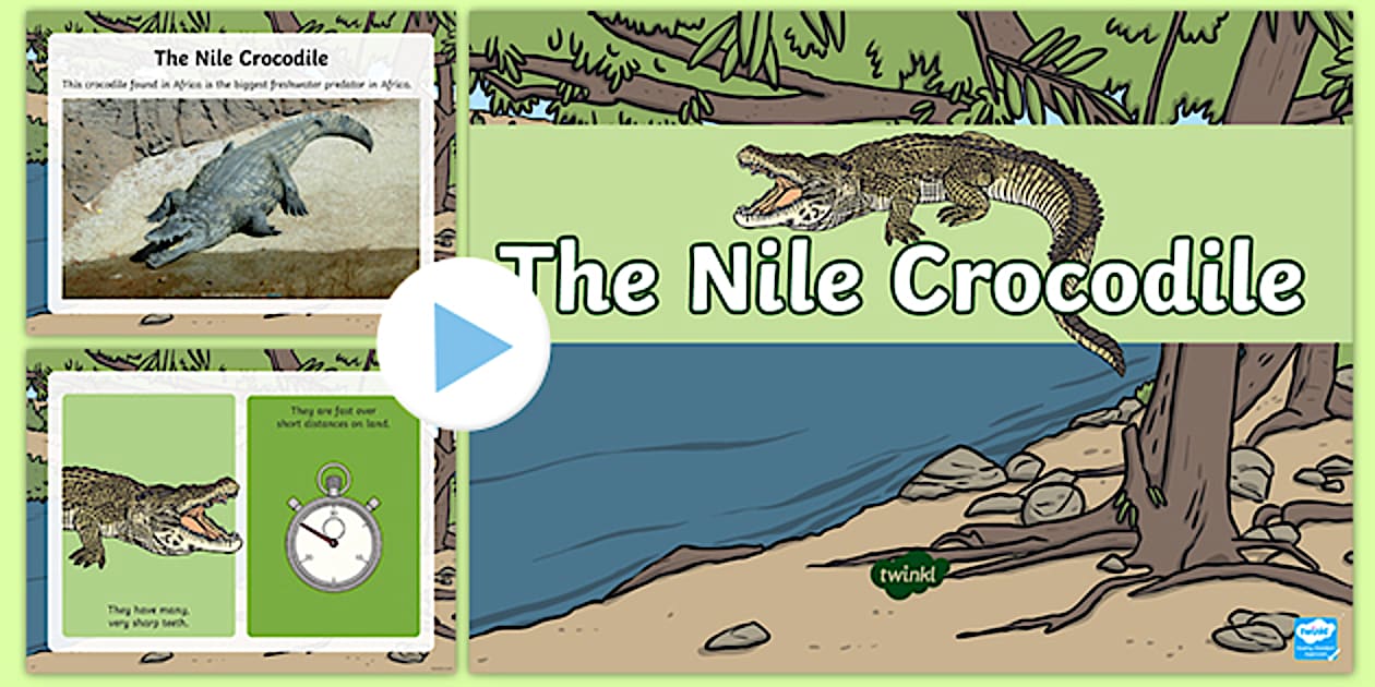 The Nile Crocodile PowerPoint (teacher made) - Twinkl