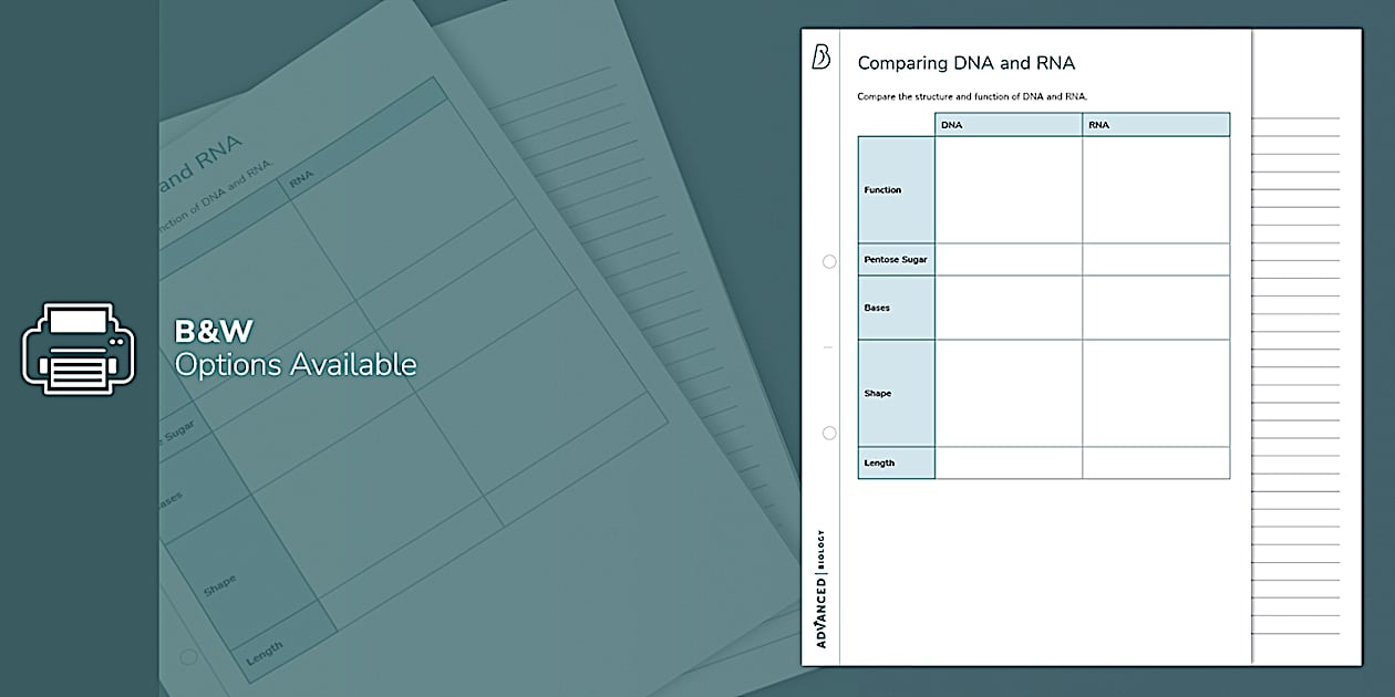 Comparing DNA and RNA Worksheet (teacher made) - Twinkl