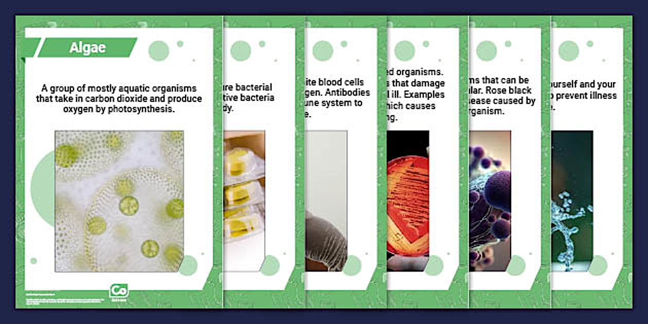 Microorganisms and The Body Display Posters (teacher made)