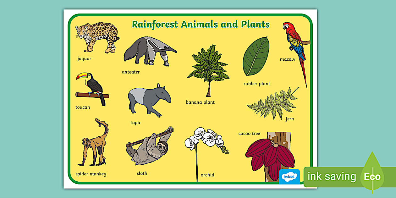 Rainforest Animals and Plants Display Poster - Twinkl