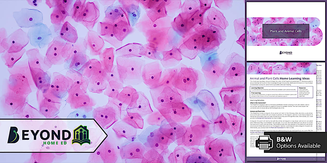 Animal and Plant Cells | KS3 Science | Home Learning