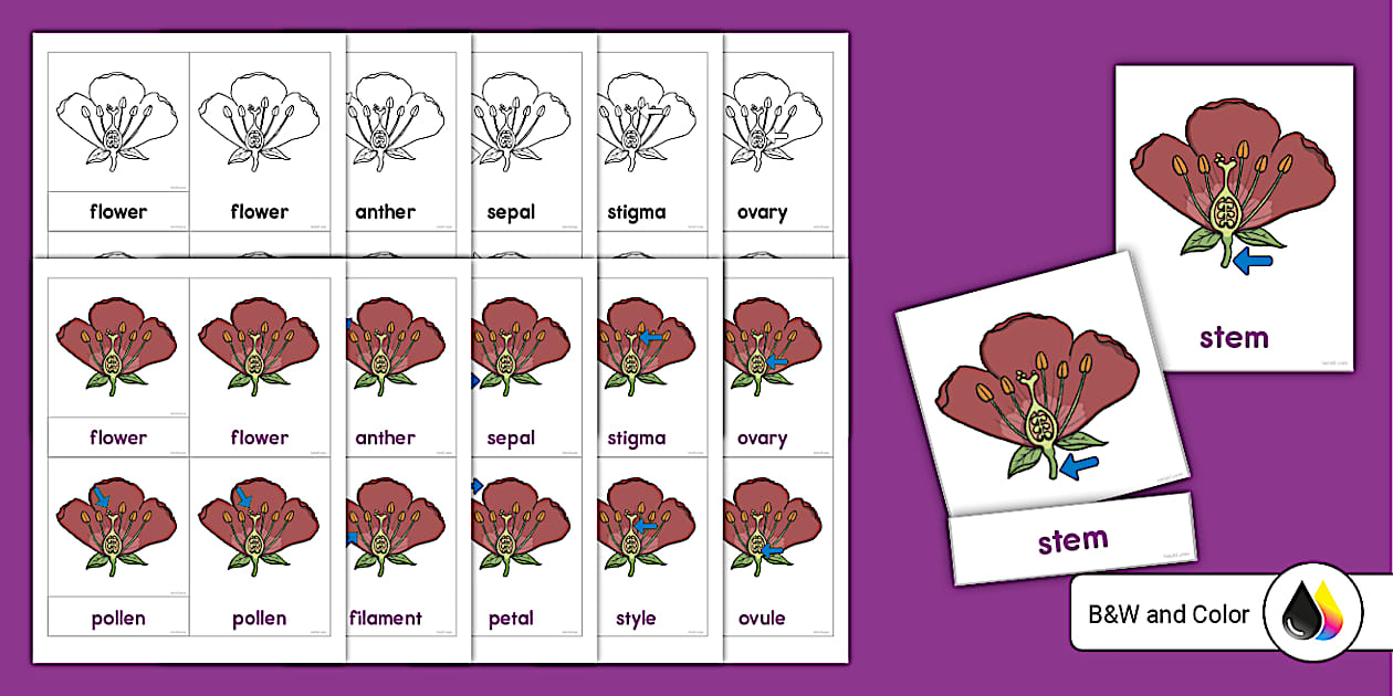 Three-Part Cards for Parts of a Flower - Twinkl