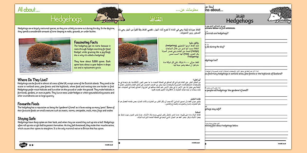 Hedgehogs Reading Comprehension Pack Arabic/English - Twinkl