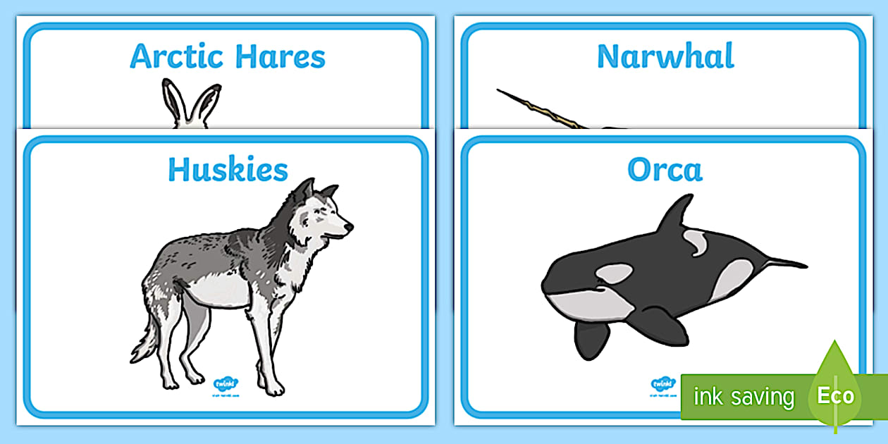 Polar Animals Group Signs (teacher made) - Twinkl