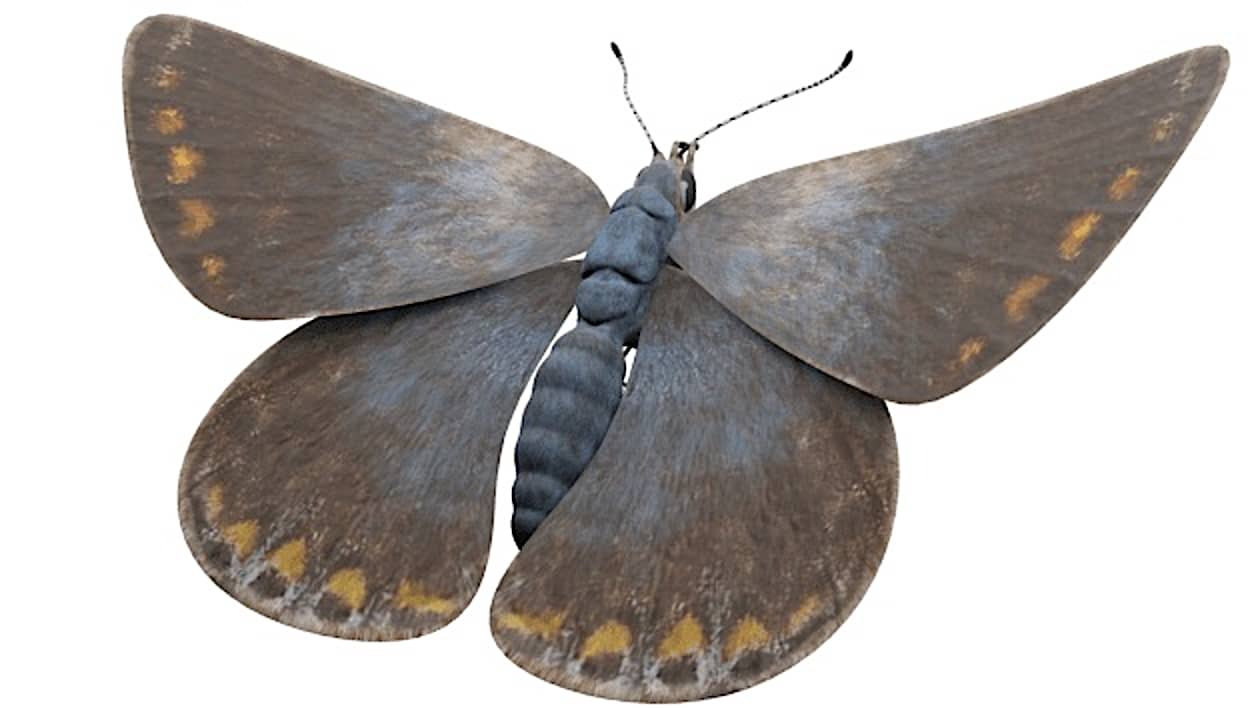 3D Model: Invertebrates - Common Blue Butterfly (Female)