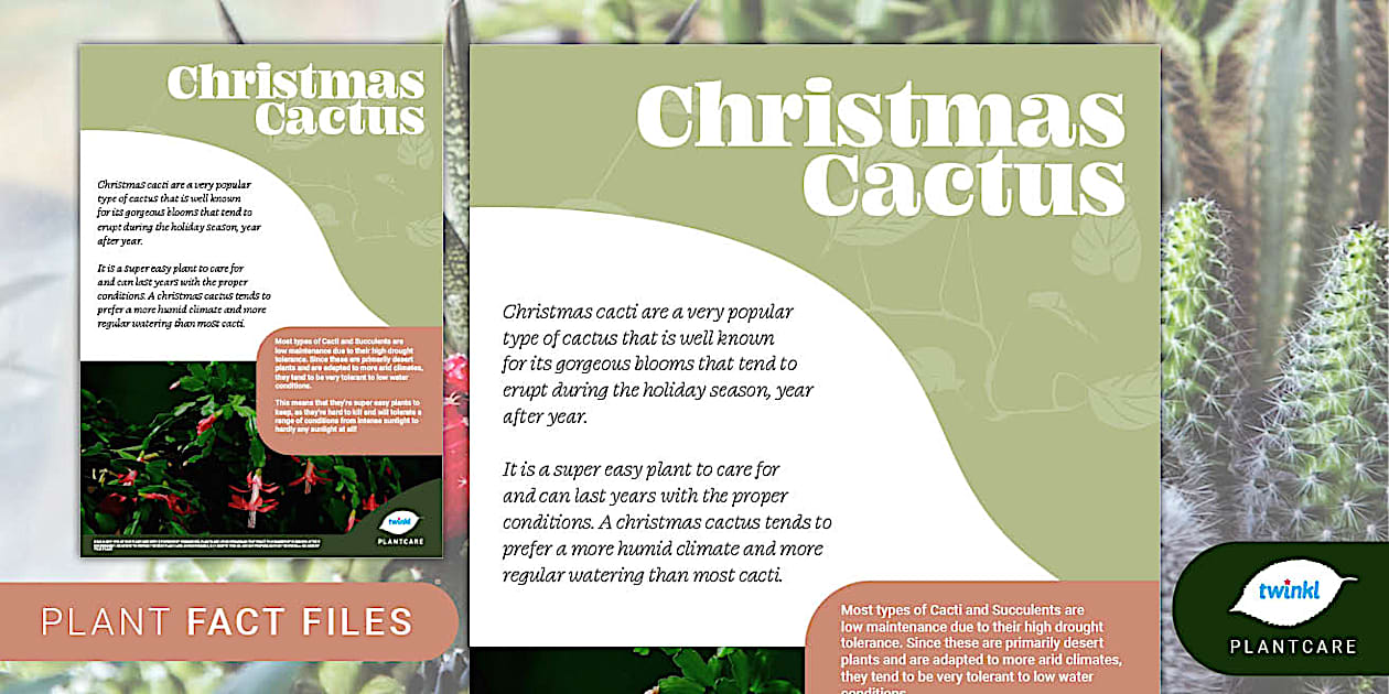 Succulents and Cacti: Christmas Cactus (professor feito)