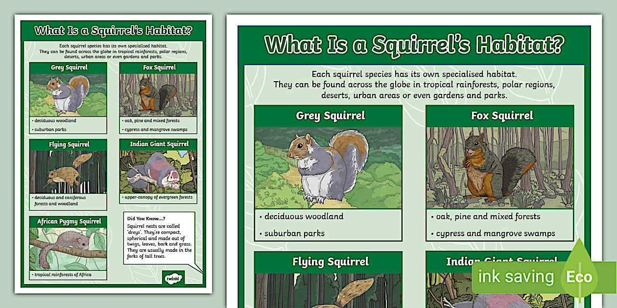 Squirrel Habitat Display Poster (teacher made) - Twinkl