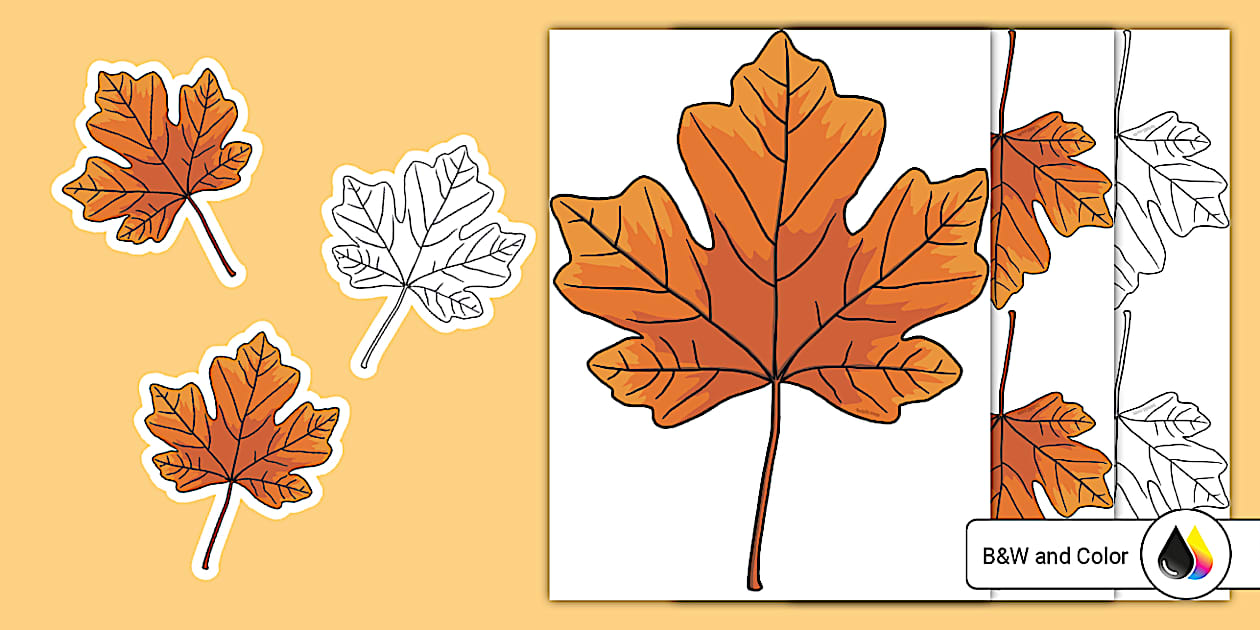 Maple Leaf Cutouts (teacher made) - Twinkl