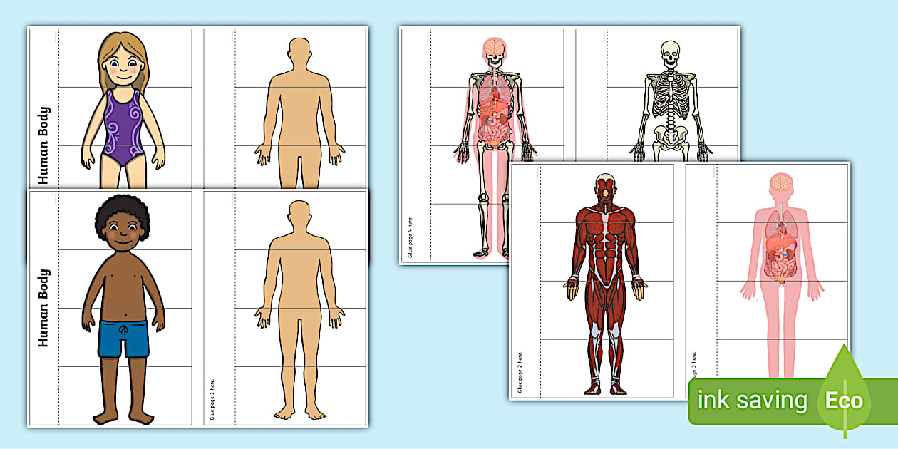 Human Body Interactive Visual Aid - Twinkl