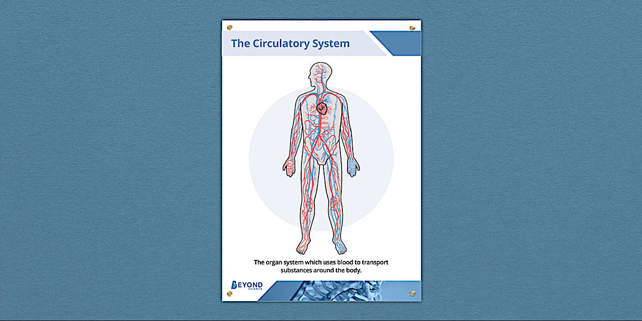 Circulatory System Display Poster | Science | Beyond