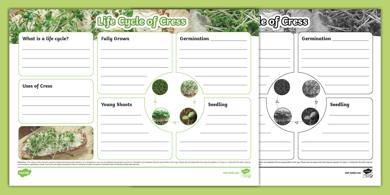 Life Cycle of Cress Fact File Template - Twinkl