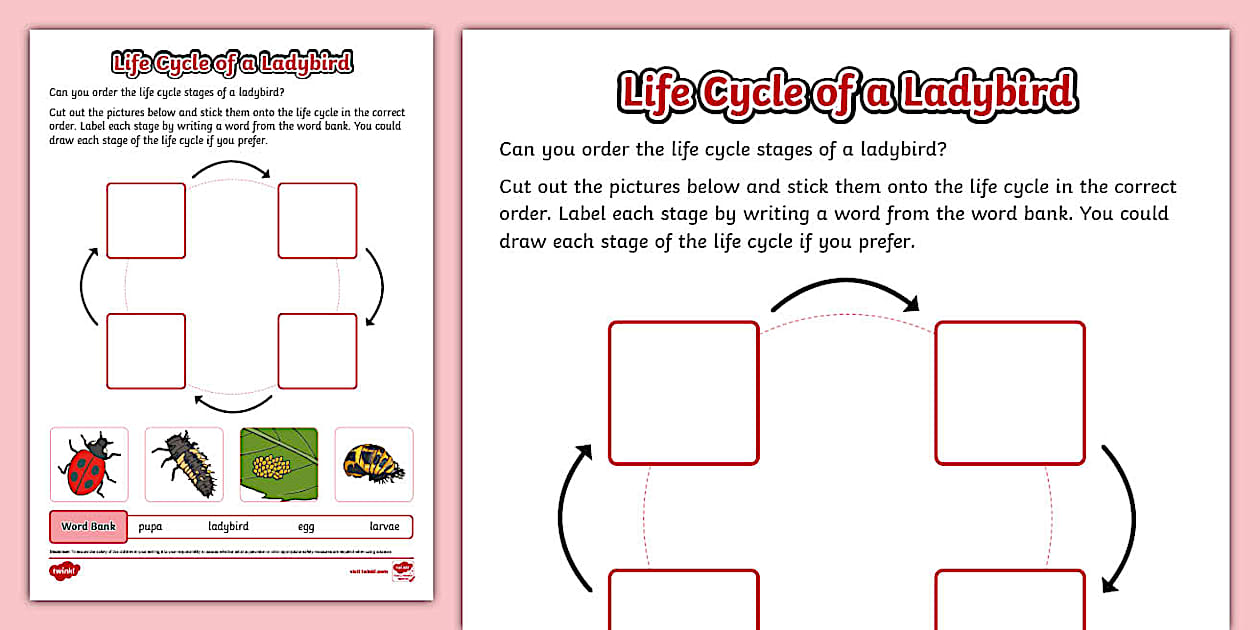 Life Cycle of a Ladybird Activity Sheet - KS1 - Minibeasts