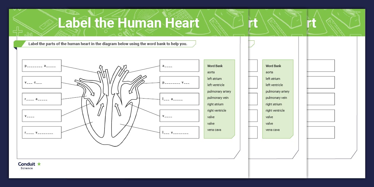 Label the Human Heart Worksheet (teacher made) - Twinkl