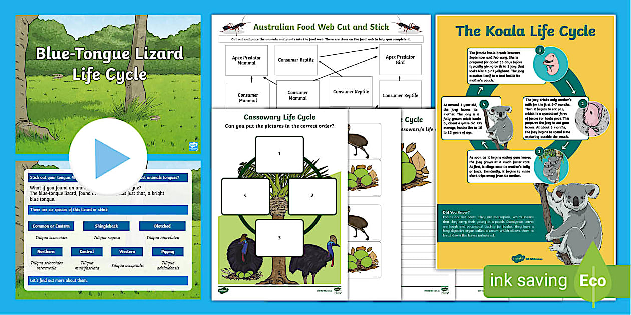 Year 4 Biological Science Resource Pack (teacher made)