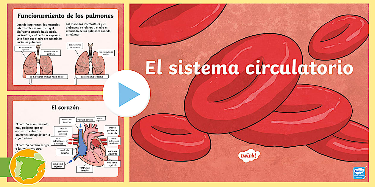 Presentación del sistema circulatorio ppt - Twinkl