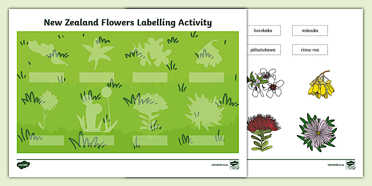 New Zealand Flowers Labelling Activity (teacher made)