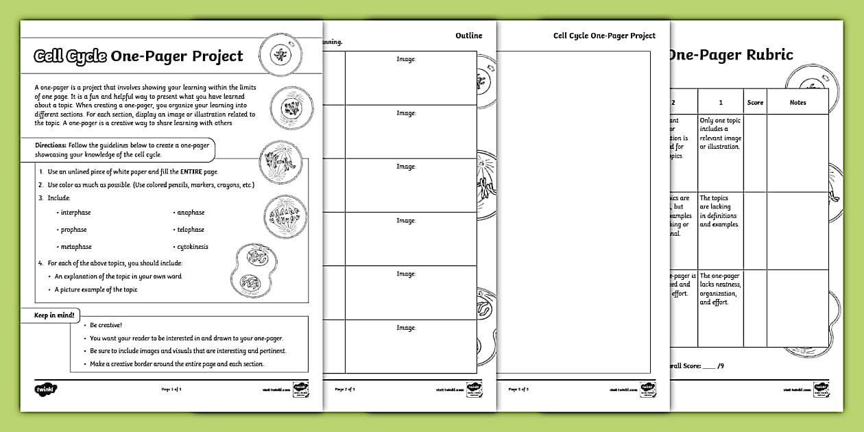 Cell Cycle and Mitosis Worksheet | Resource | Twinkl USA