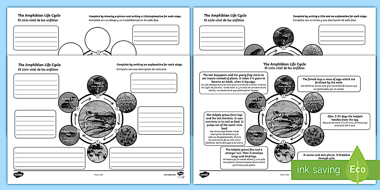 Amphibian Life Cycles Worksheets English/Spanish - Twinkl