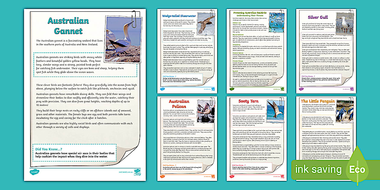 Australian Sea Birds Fact Files | Twinkl Resources - Twinkl