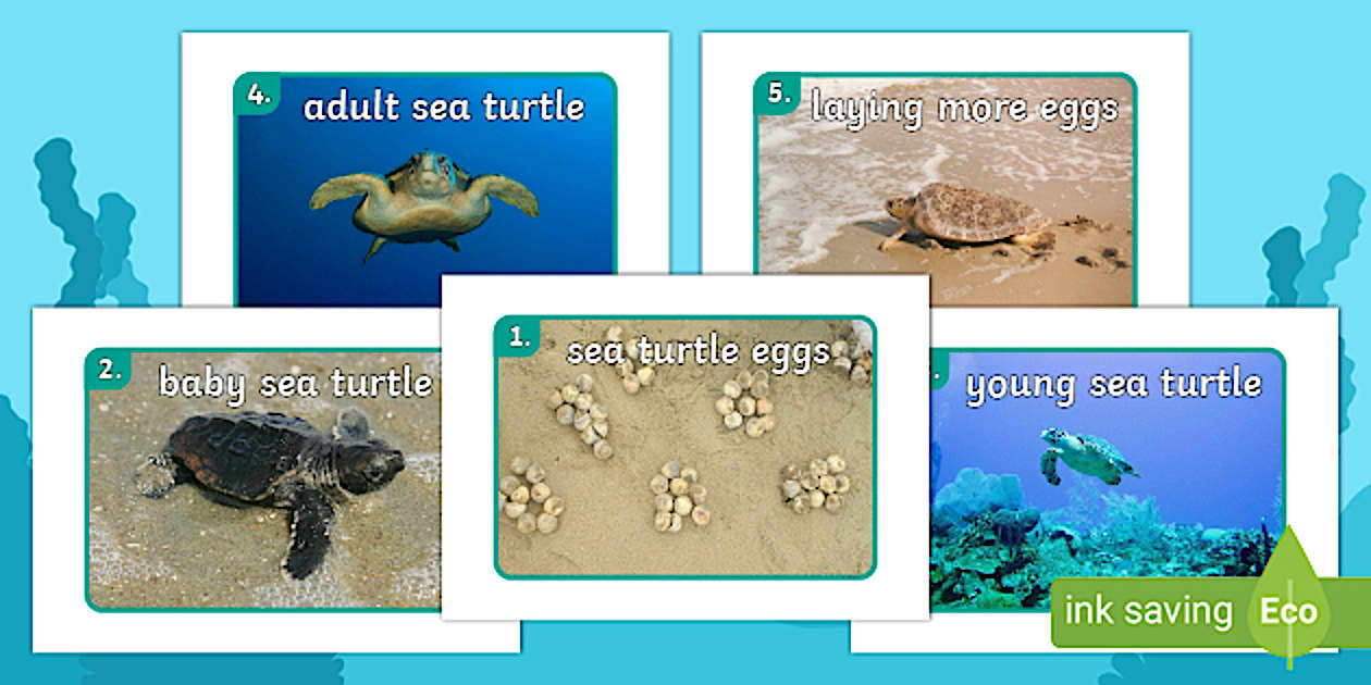 Life Cycle of a Sea Turtle Display Photos (teacher made)