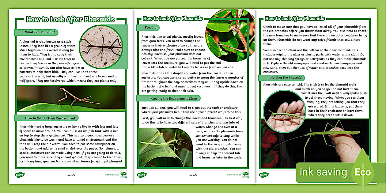 How to Look After Phasmids Fact File (teacher made) - Twinkl