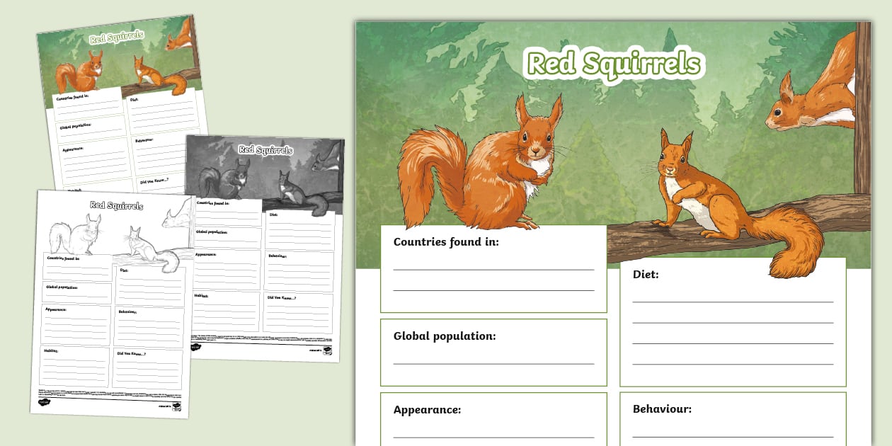 Red Squirrel Fact File Template Twinkl English - Twinkl
