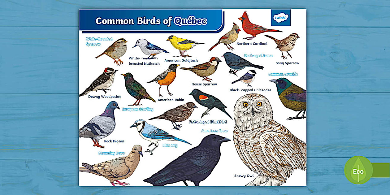 Common Birds of Québec Poster | Twinkl CA (teacher made)