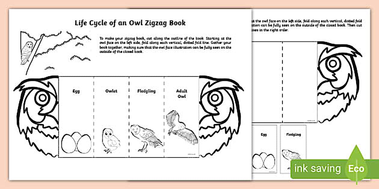 Life Cycle of an Owl Zigzag Book (teacher made) - Twinkl