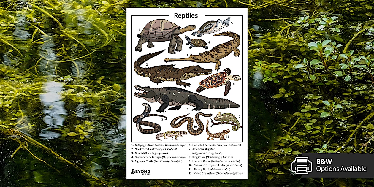 KS3 Reptiles Display Poster (teacher made) - Twinkl