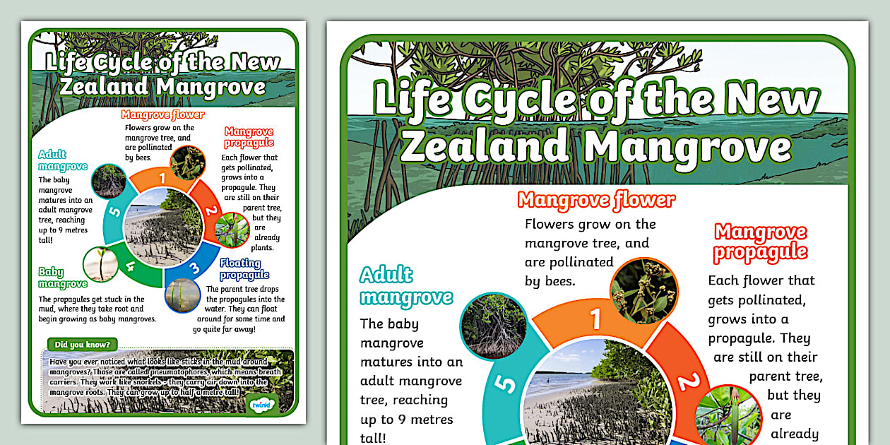 Mangrove Life Cycle Poster (teacher made) - Twinkl