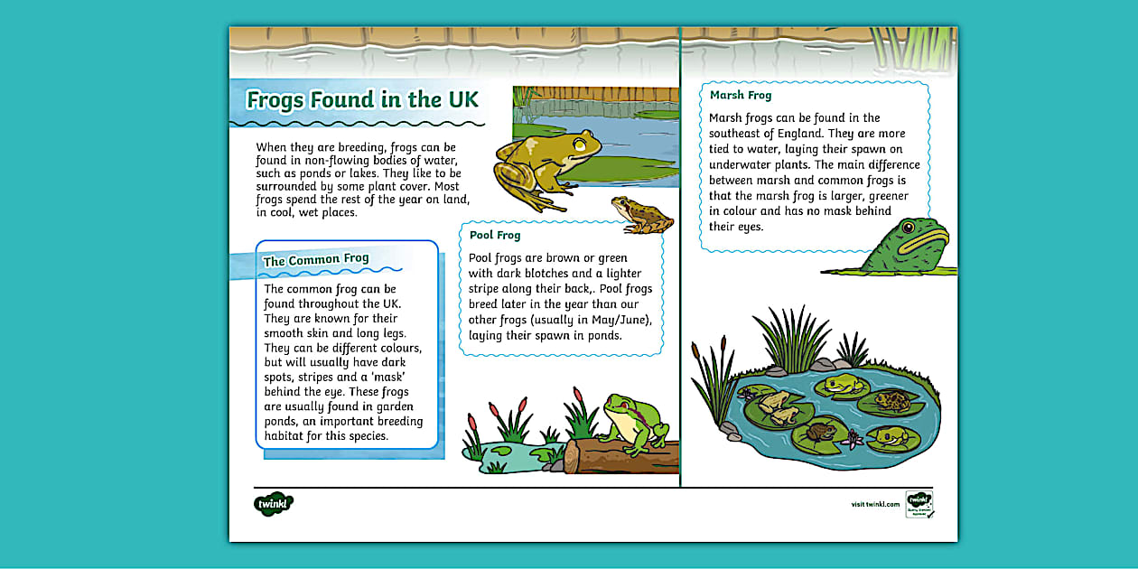UK Frogs Fact File (teacher made) - Twinkl