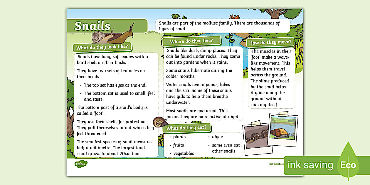 KS1 Snail Fact File (teacher made) - Twinkl