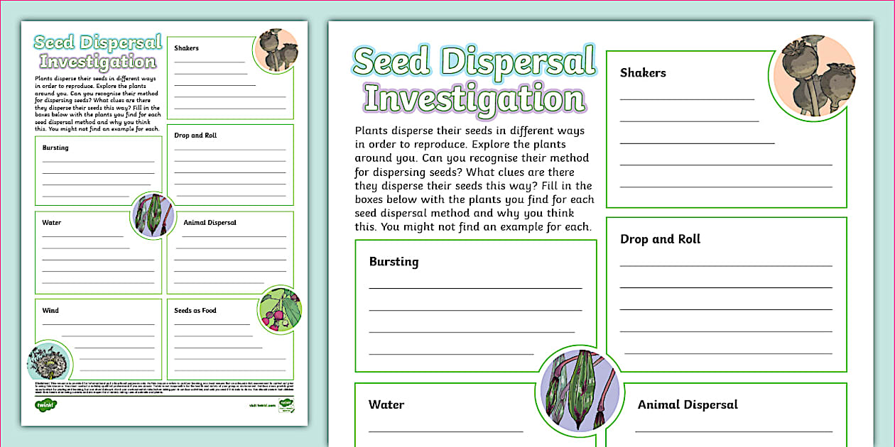 Seed Dispersal Investigation Worksheet - Twinkl