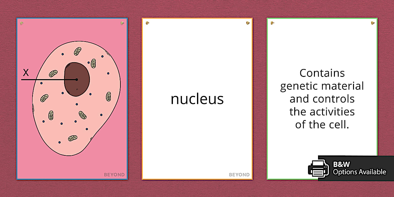 Animal Cell Diagram KS3 | Biology | Beyond Secondary