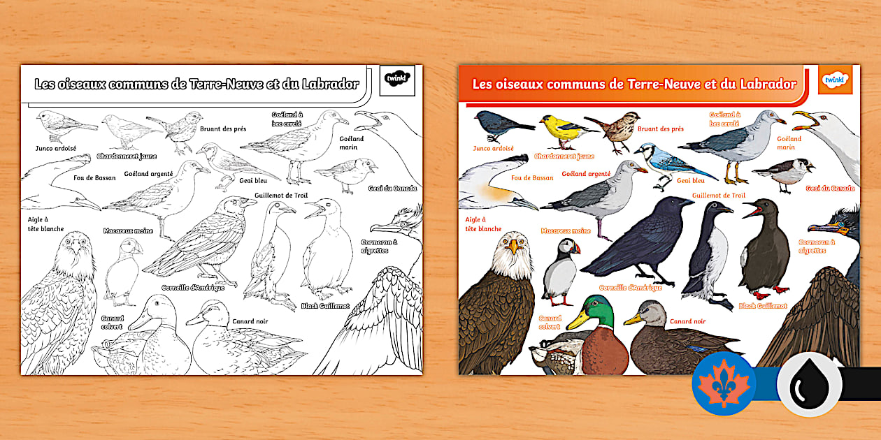 Common Birds of Newfoundland and Labrador French - Twinkl