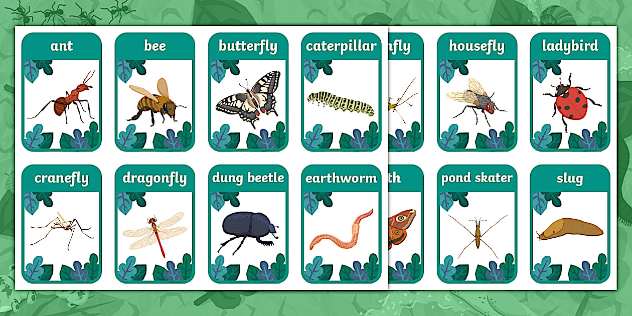 Realistic Minibeasts Flashcards (teacher made) - Twinkl