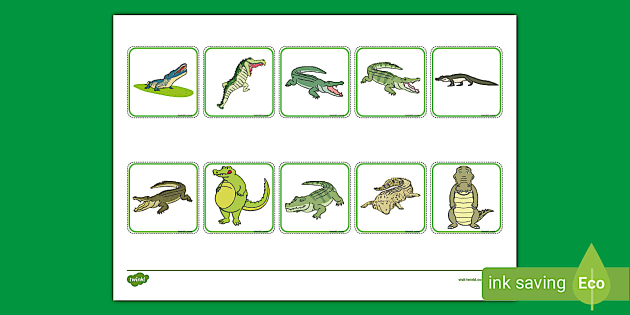 Crocodile Matching Game (teacher made) - Twinkl