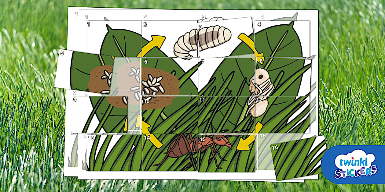Life Cycle of Ants - Sticker Puzzle Activity (teacher made)