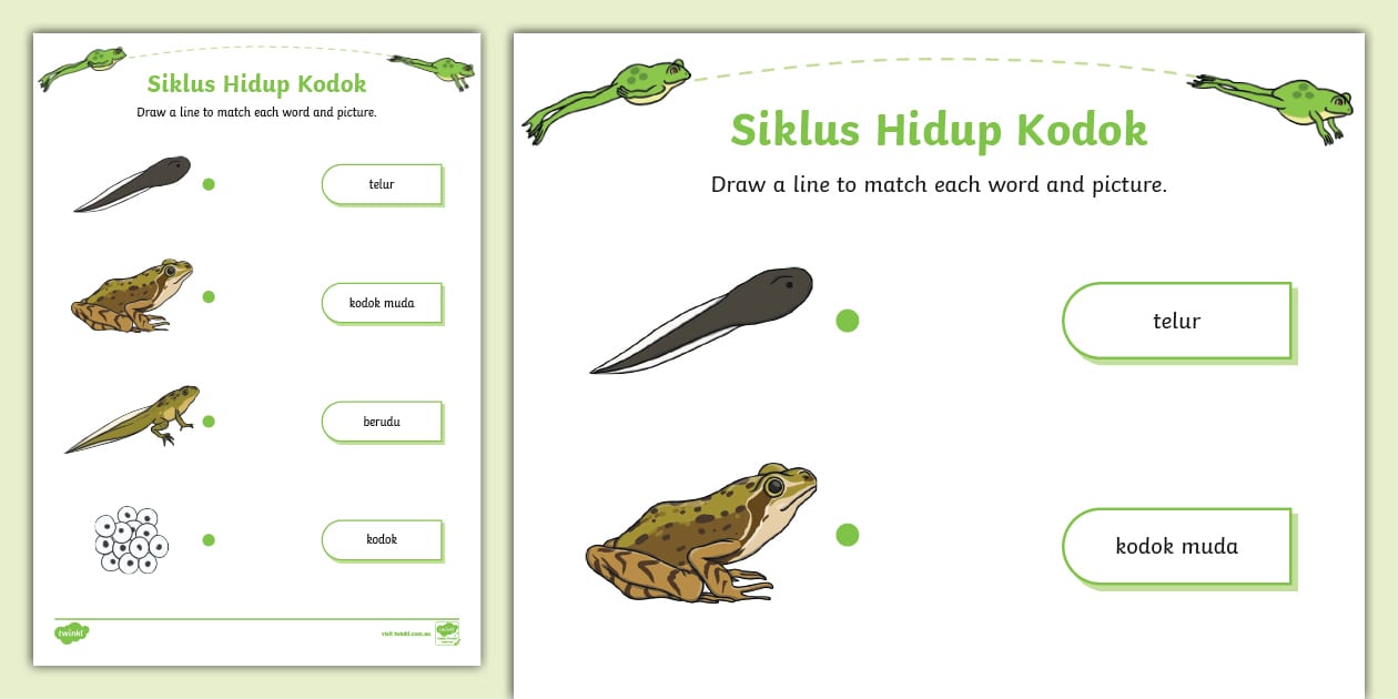 Frog Life Cycle Matching Activity - Indonesian