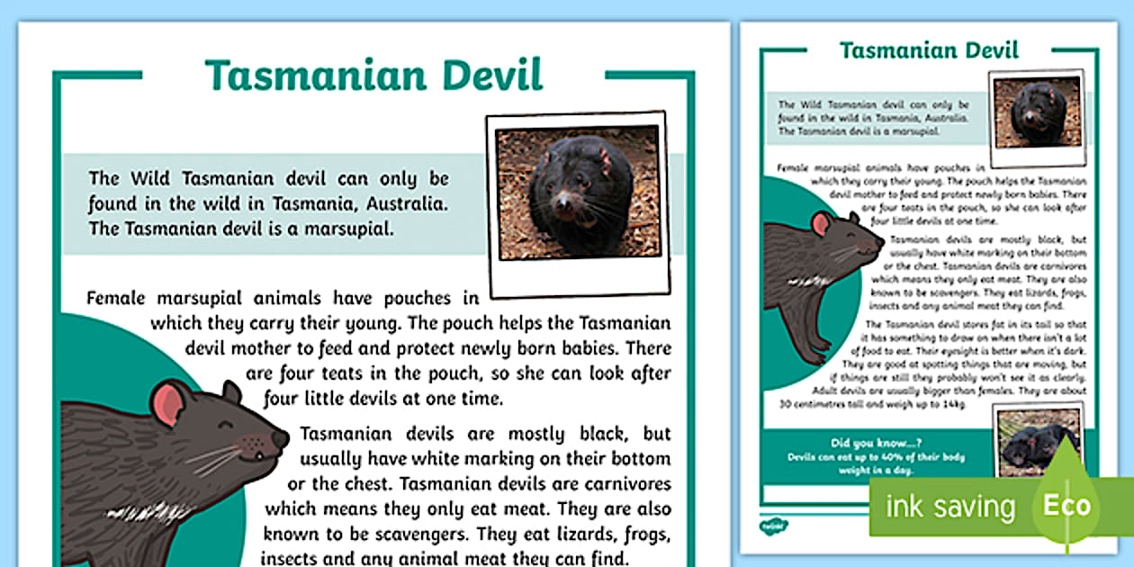 QLD Tasmanian Devil Fact Sheet (teacher made) - Twinkl